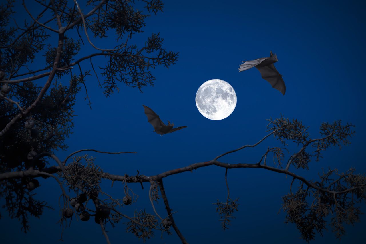 Every Once in a Blue Moon: Fun and Fascinating Halloween Blue Moon ...