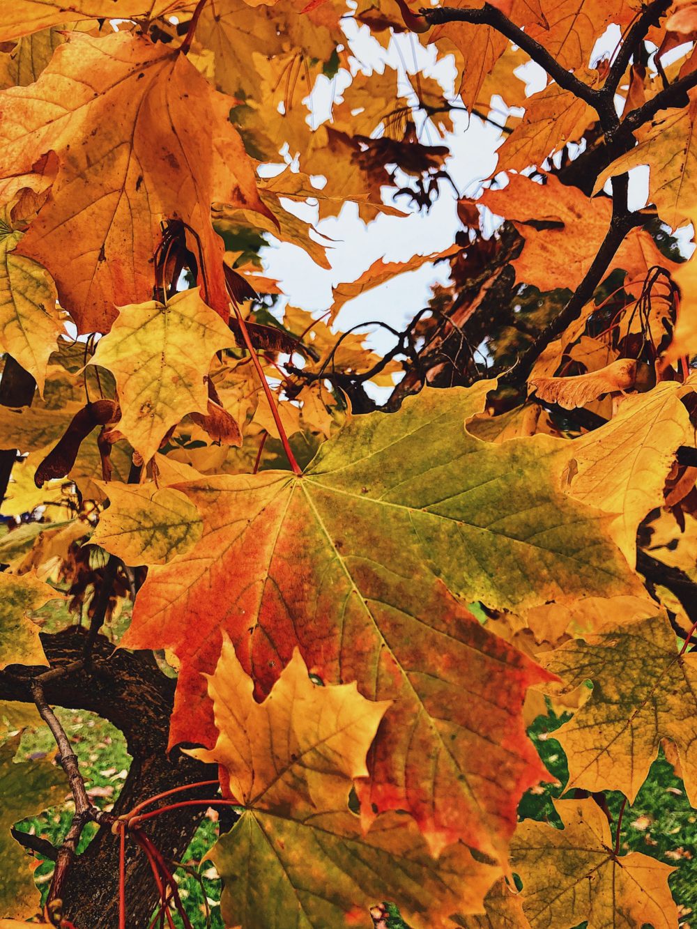 30 Reasons to Love November | Witchcrafted Life