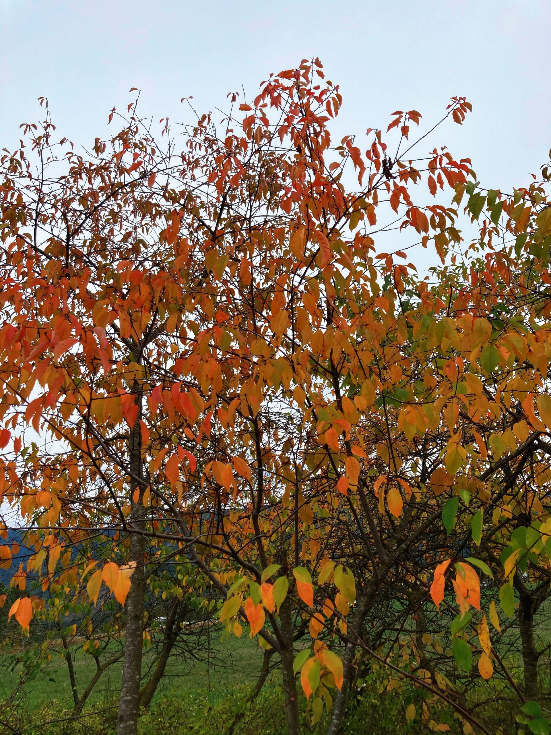 Local BC Wildfire Situation Update + Born Halloween Lover Tag Filled ...